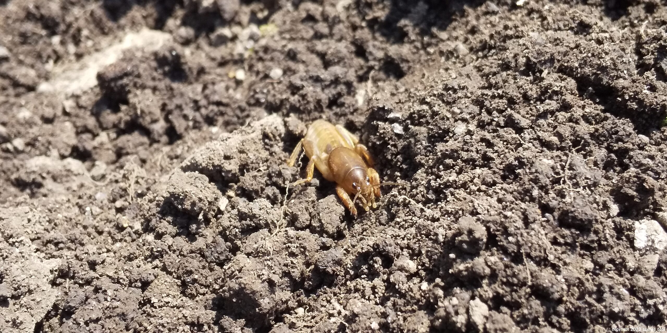 螻蛄です - scenes note